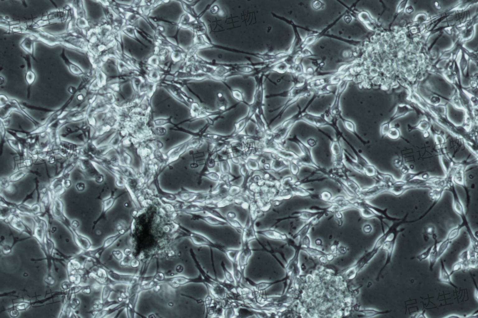 MIN6小鼠胰岛细胞-上海启达生物科技有限公司